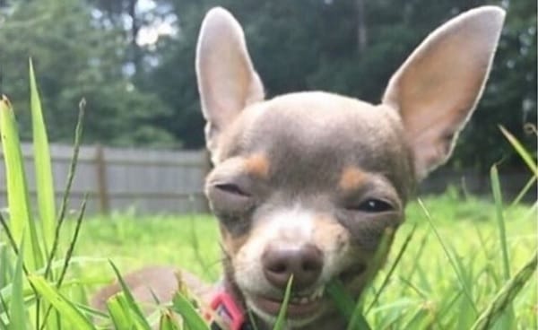 The 14 Funniest Chihuahua Memes of the Week! - Page 3 of 3 - PetPress