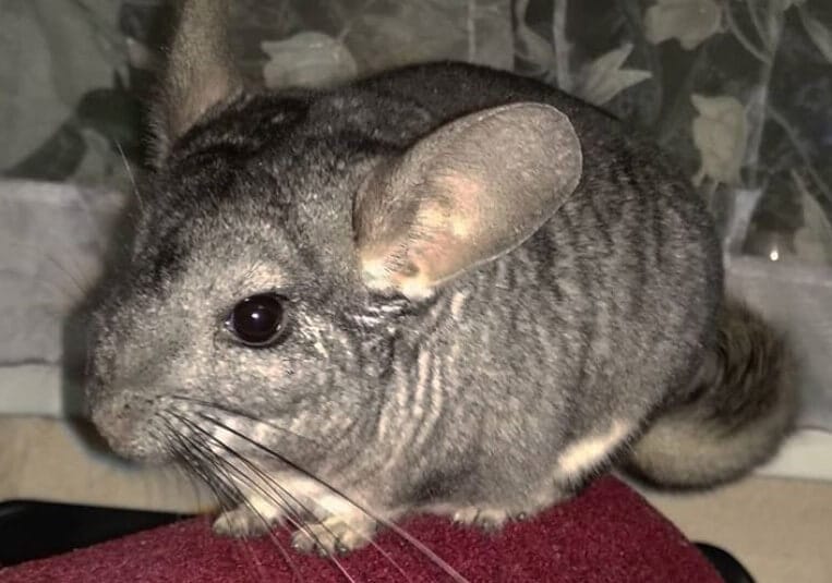 Best Chinchilla Names - 500 Amazing Ideas For Naming Your Chinchilla ...