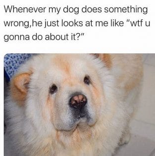 14 Funny Dog Memes That You Must Show to Your Friend Who Owns a Chow ...
