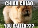 14 Funny Dog Memes That You Must Show to Your Friend Who Owns a Chow ...