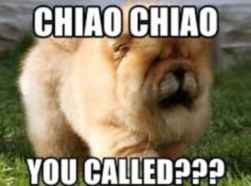 14 Funny Dog Memes That You Must Show to Your Friend Who Owns a Chow ...