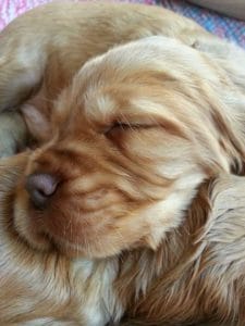 14 Lovely Pictures Of Sleeping Cocker Spaniels - PetPress