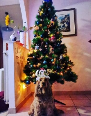 14 Funny Pictures Proving That Cocker Spaniels Love Christmas - PetPress