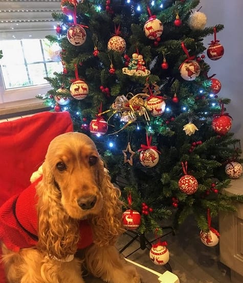 14 Funny Pictures Proving That Cocker Spaniels Love Christmas - PetPress