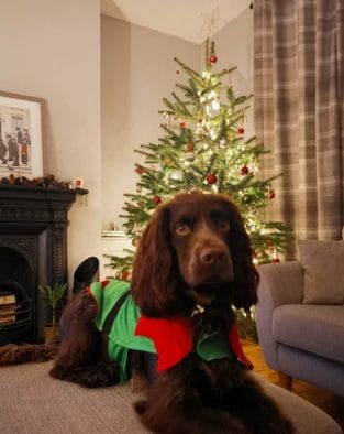 14 Funny Pictures Proving That Cocker Spaniels Love Christmas - PetPress