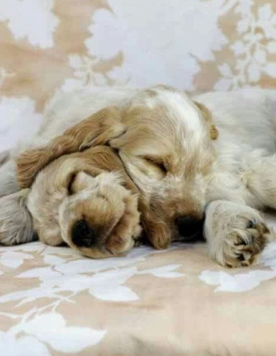 14 Lovely Pictures Of Sleeping Cocker Spaniels - Page 3 of 3 - PetPress