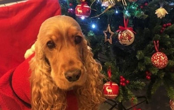 14 Funny Pictures Proving That Cocker Spaniels Love Christmas - PetPress