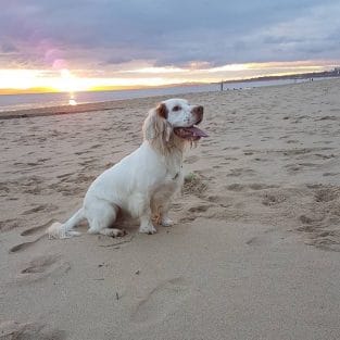 14 Cocker Spaniels Having the Best Day at the Beach Ever - PetPress