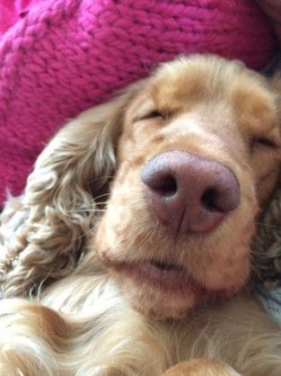 14 Lovely Pictures Of Sleeping Cocker Spaniels - Page 2 of 3 - PetPress