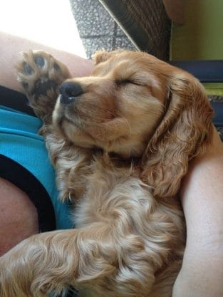 14 Lovely Pictures Of Sleeping Cocker Spaniels - Page 2 of 3 - PetPress