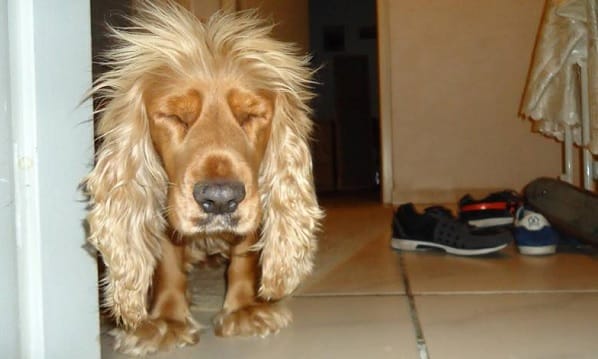 14 Funny Cocker Spaniel Memes That Will Make You Smile! - PetPress