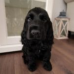 14 Adorable Facts About English Cocker Spaniels - PetPress
