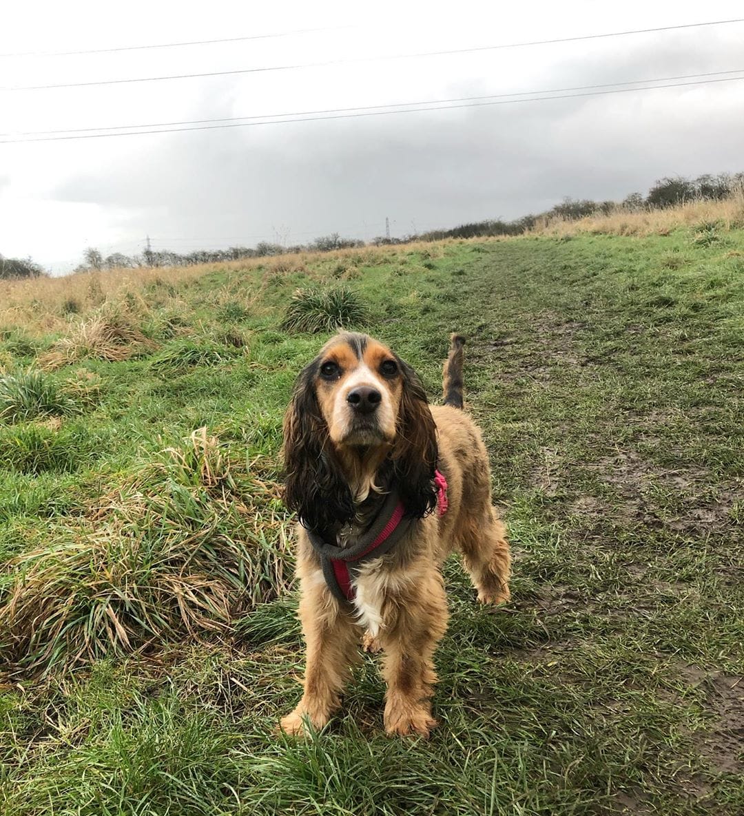 14 Adorable Facts About English Cocker Spaniels - Page 2 of 4 - PetPress