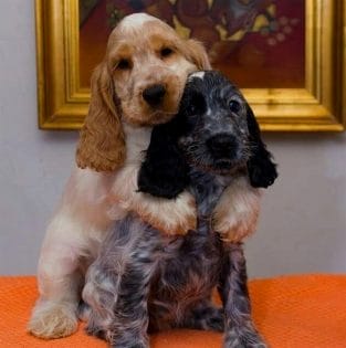 14 Adorable Facts About English Cocker Spaniels - PetPress