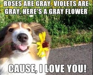 14 Funny Collie Memes That Will Make Your Day! - PetPress