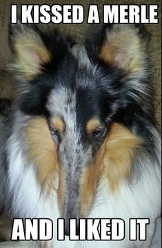 14 Funny Collie Memes That Will Make Your Day! - PetPress