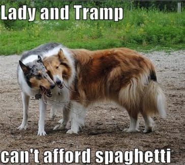 15 Funny Collie Memes That Will Make You Smile! - Page 2 of 3 - PetPress