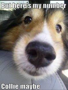 14 Funny Collie Memes That Will Make Your Day! - PetPress