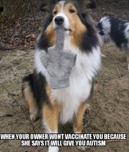 14 Funny Collie Memes That Will Make Your Day! - PetPress