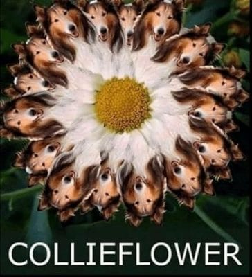 14 Funny Collie Memes That Will Make Your Day! - PetPress