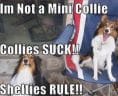 15 Funny Collie Memes That Will Make You Smile! - PetPress
