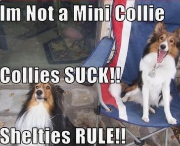 15 Funny Collie Memes That Will Make You Smile! - PetPress