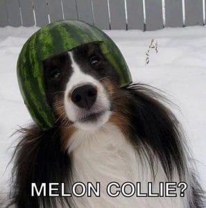 14 Funny Collie Memes That Will Make Your Day! - PetPress