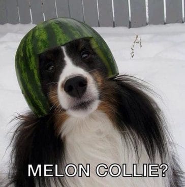 14 Funny Collie Memes That Will Make Your Day! - PetPress