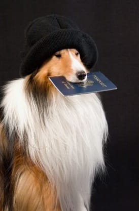 15 Funny Collie Memes That Will Make You Smile! - PetPress