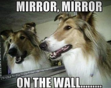 14 Funny Collie Memes That Will Make Your Day! - Page 2 of 3 - PetPress