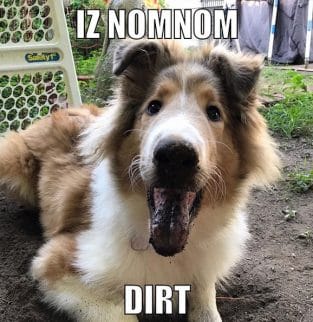 14 Funny Collie Memes That Will Make Your Day! - Page 2 of 3 - PetPress