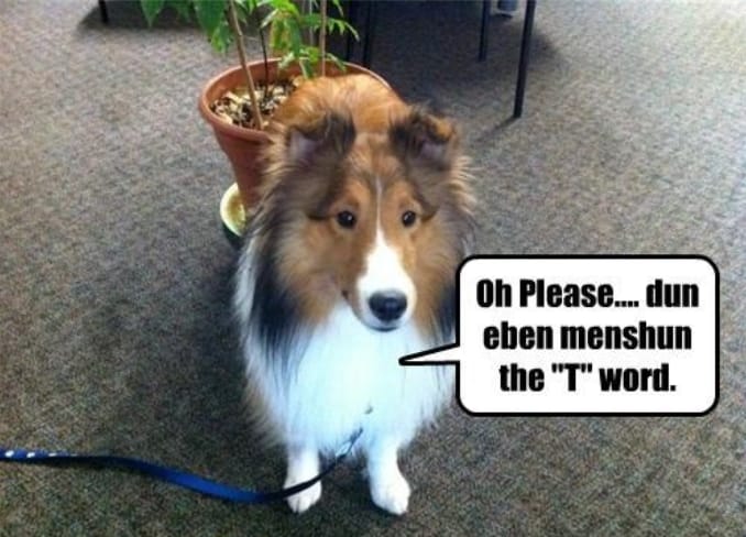 15 Funny Collie Memes That Will Make You Smile! - PetPress