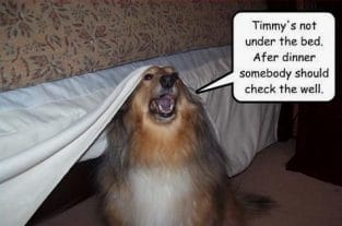 15 Funny Collie Memes That Will Make You Smile! - PetPress