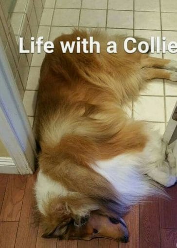 15 Funny Collie Memes That Will Make You Smile! - Page 2 of 3 - PetPress