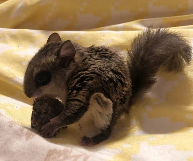 300+ Squirrel Names (Cute, Funny, & Famous Disney Nicknames)