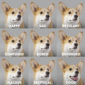 15 Hilarious Corgi Memes Will Make Your Day - PetPress