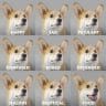 15 Hilarious Corgi Memes Will Make Your Day - PetPress