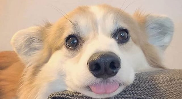 14 Of The Cutest Corgis You’ve Ever Seen! - PetPress