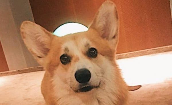 15 Corgis Who Are Happy That the Weekend Finally Started - PetPress