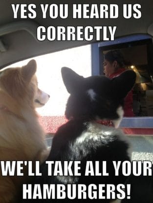 15 Hilarious Corgi Memes Will Make Your Day - PetPress