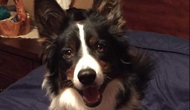 26 Corgi Mixes: Magical Mutts Who'll Steal Your Heart! - PetPress