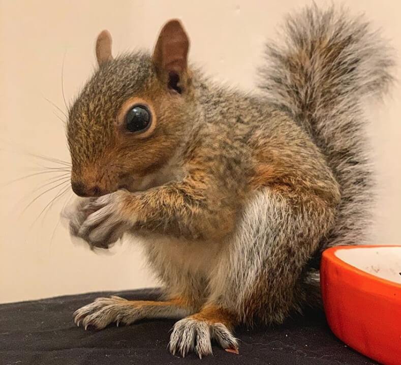 300+ Squirrel Names (Cute, Funny, & Famous Disney Nicknames)