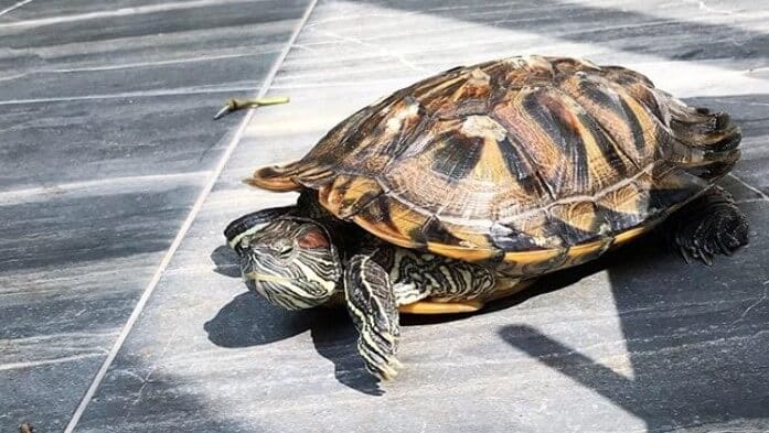 Boy Turtle Names - 140 Great Male Turtle Names - PetPress