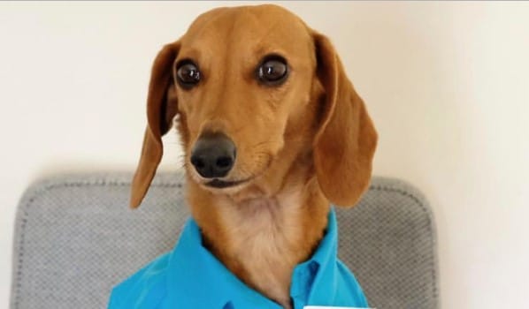 The 14 Best Jobs For Dachshunds - PetPress