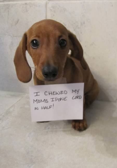 14 Funny Dachshund Memes To Cheer You Up - Page 3 of 3 - PetPress