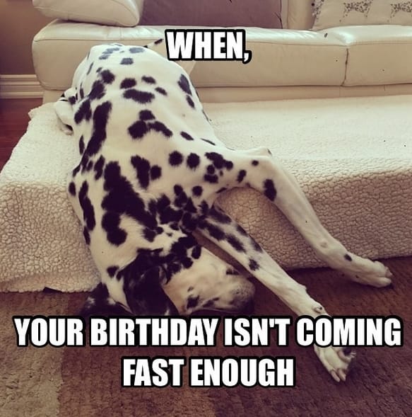 The 14 Funniest Dalmatian Memes of 2019 - PetPress