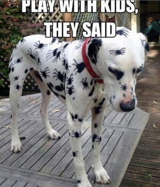 The 14 Funniest Dalmatian Memes of 2019 - Page 2 of 3 - PetPress