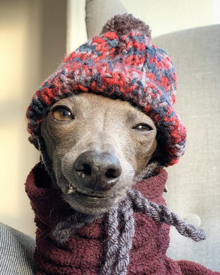 14 Elegant Facts About Whippets - PetPress