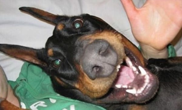 14 Funny Doberman Memes That Will Make You Smile! - PetPress