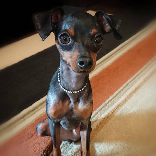 14 Interesting Facts About Miniature Pinschers - PetPress 14 Interesting Facts About Miniature Pinschers - PetPress